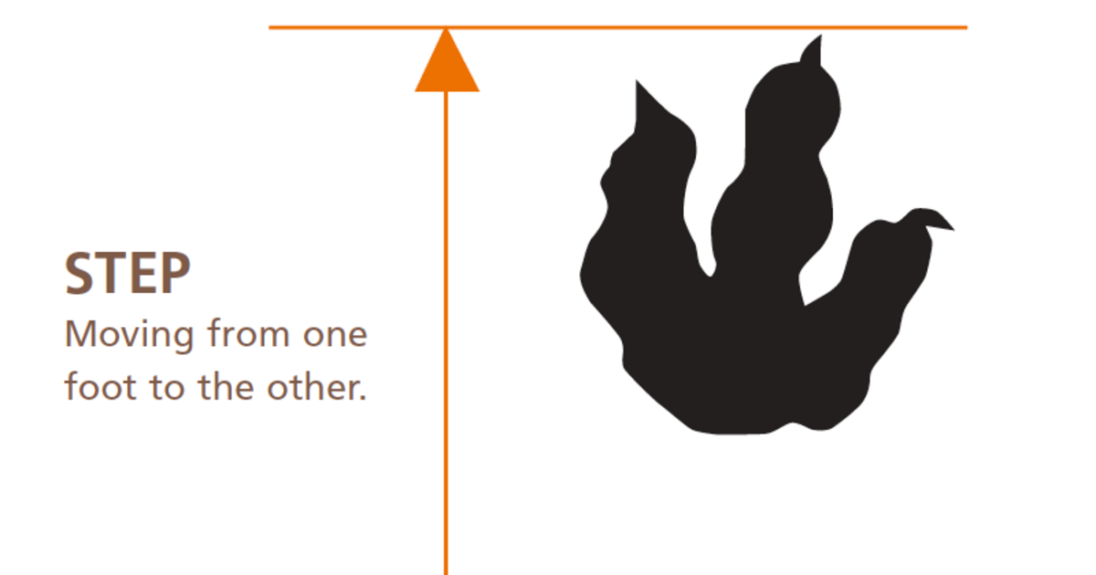 Relative Speed of Dinosaurs | AMNH