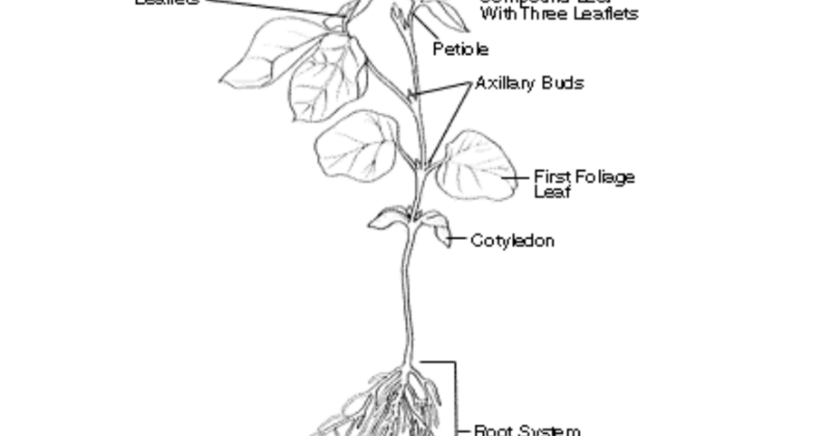 Soybean Seed Structure