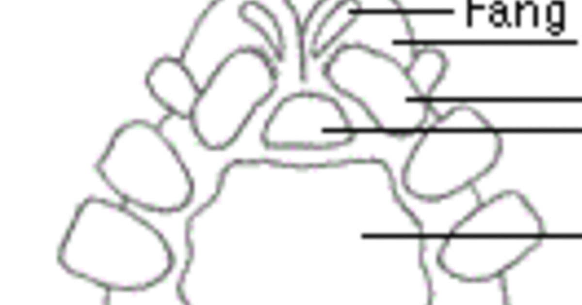 Parts Of A Spider Female Spider Ventral View