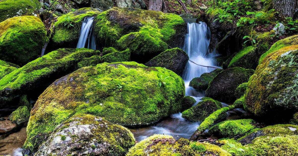 Biodiversity Counts Curriculum: What is Biodiversity? | AMNH