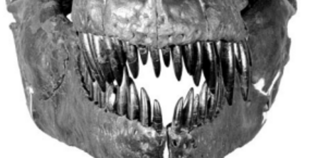 carnivore teeth structure