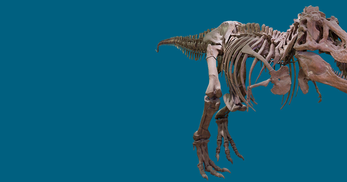 Tyrannosaurus Rex Fossils