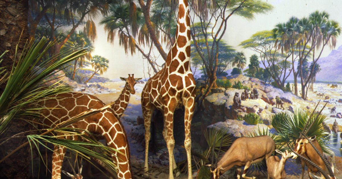 African Wildlife | AMNH