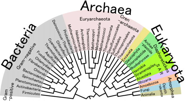 Darwin's Evolutionary Trees | AMNH