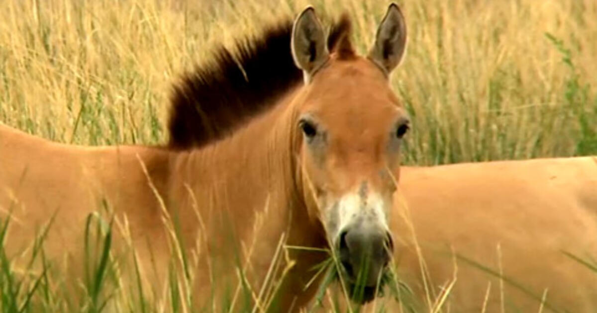 Mongolian Wild Horses