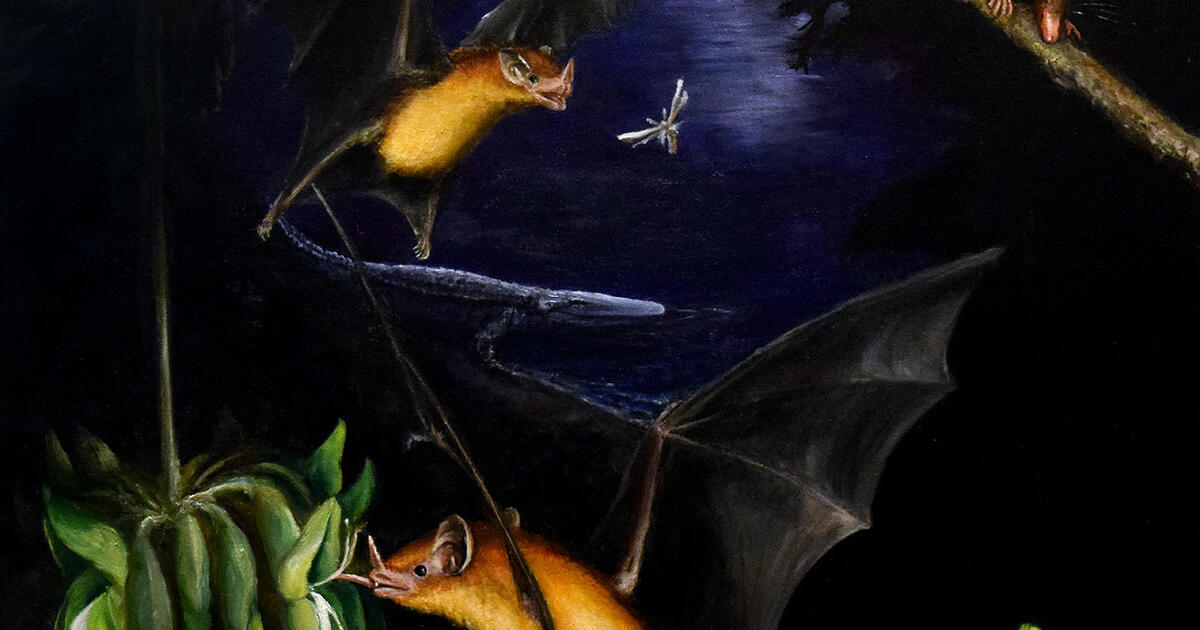 Ancient Bat Was Probably an Omnivore | AMNH