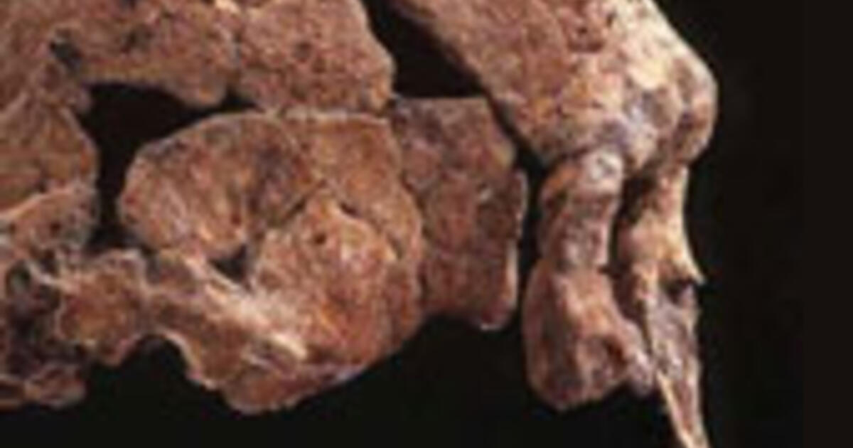 Seminars on Science Evolution Course Independent Evaluation | AMNH