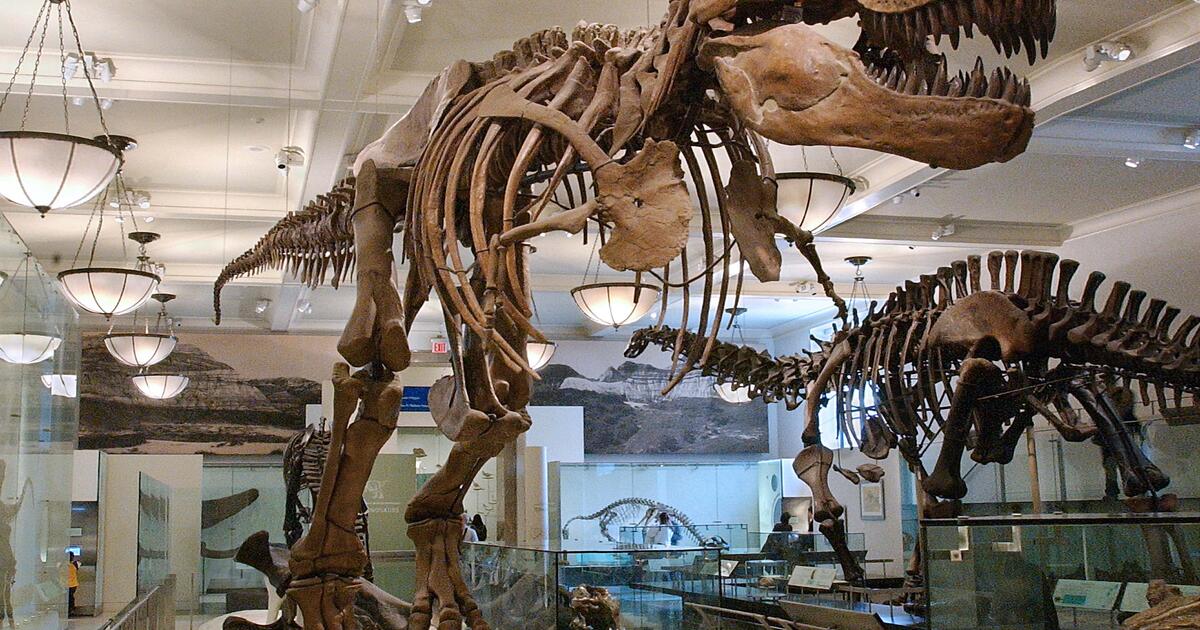 A Century of T. rex at the Museum | AMNH