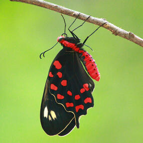 Butterfly Anatomy | American Museum of Natural History