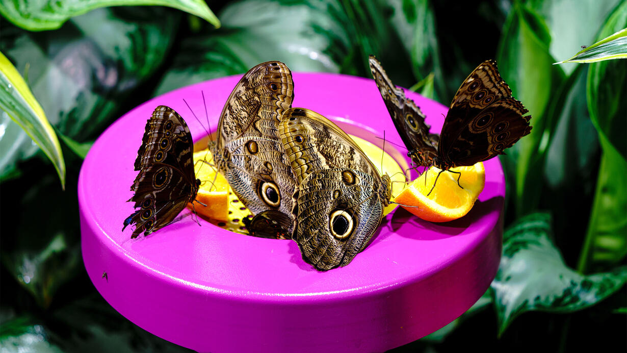 Butterfly Behavior | American Museum of Natural History