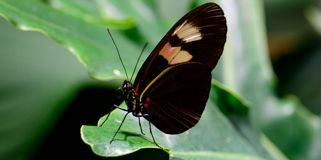 Butterfly Conservation | American Museum of Natural History