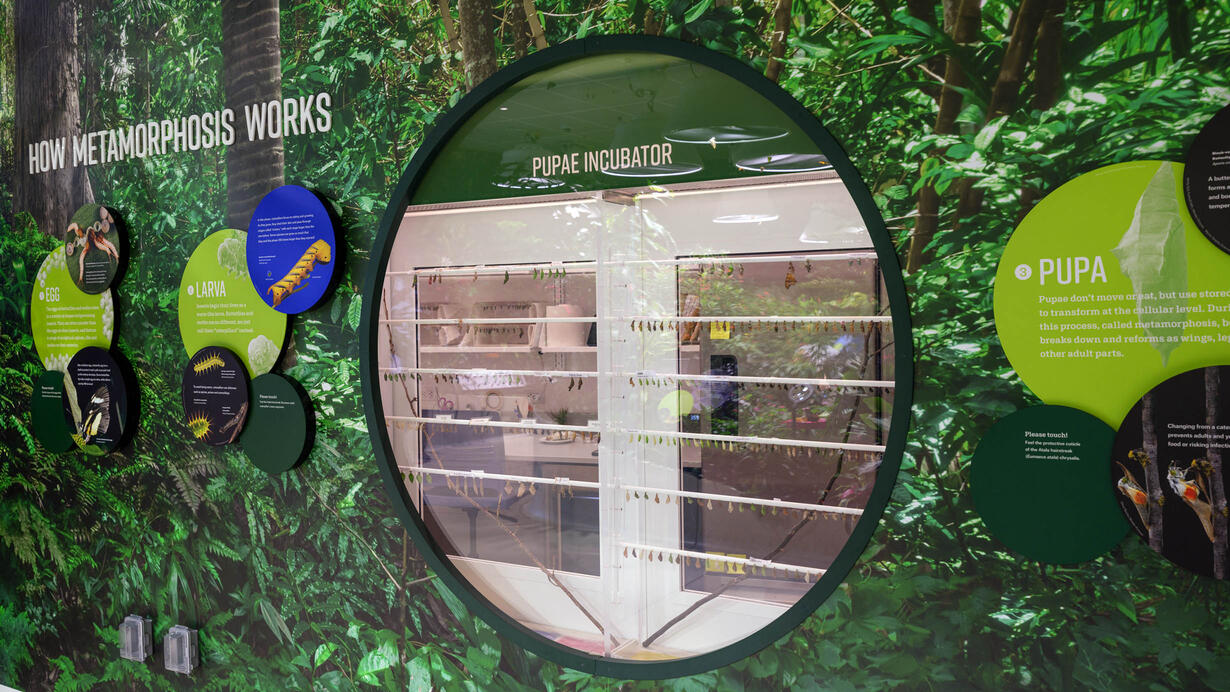 Butterfly Metamorphosis | American Museum Of Natural History