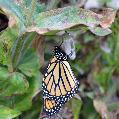 Butterfly Metamorphosis | American Museum Of Natural History