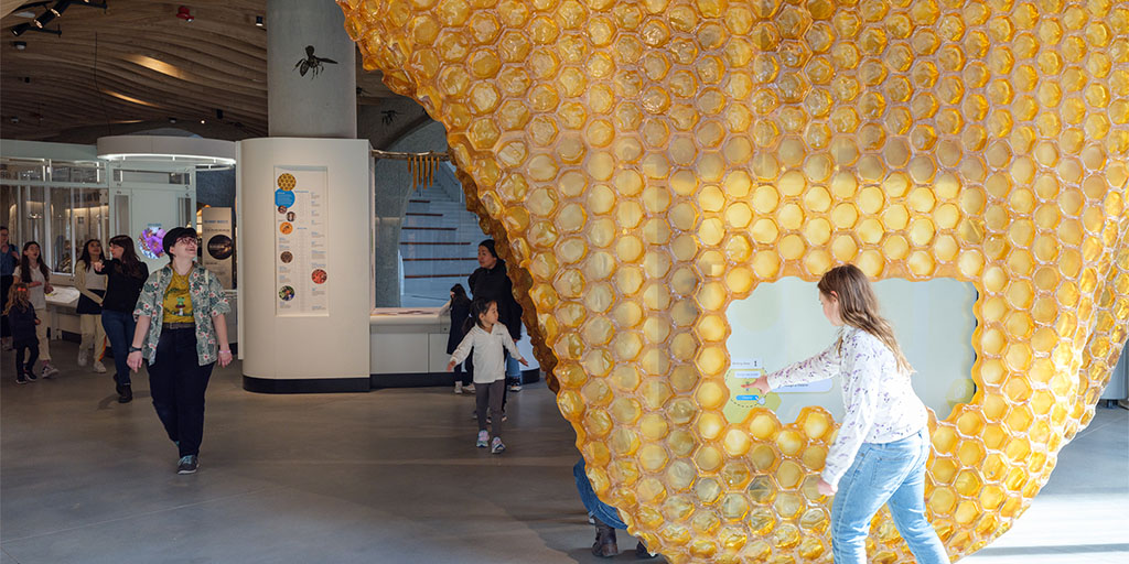 Susan and Peter J. Solomon Family Insectarium | AMNH
