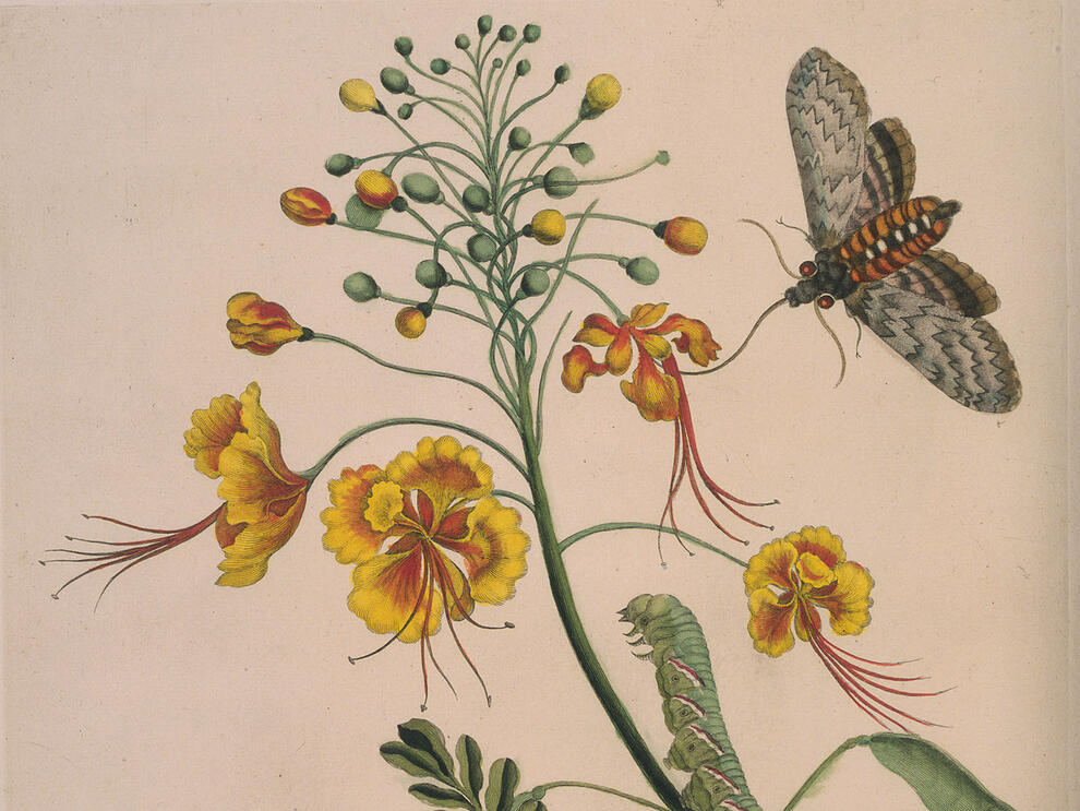 Library Exhibition: What's In a Name? | AMNH