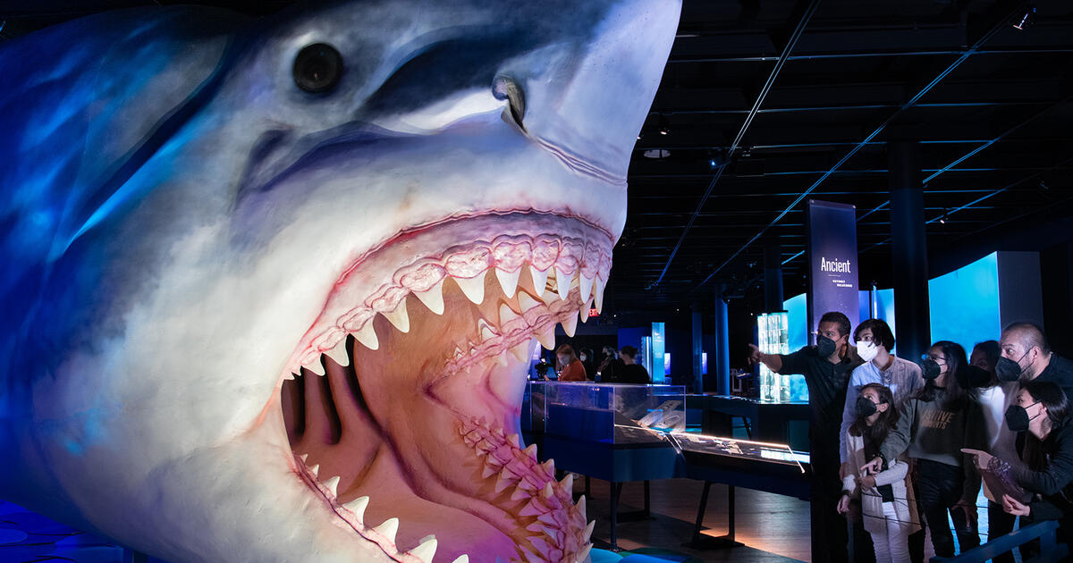 Museum Exhibit Rentals: Traveling Exhibitions | AMNH