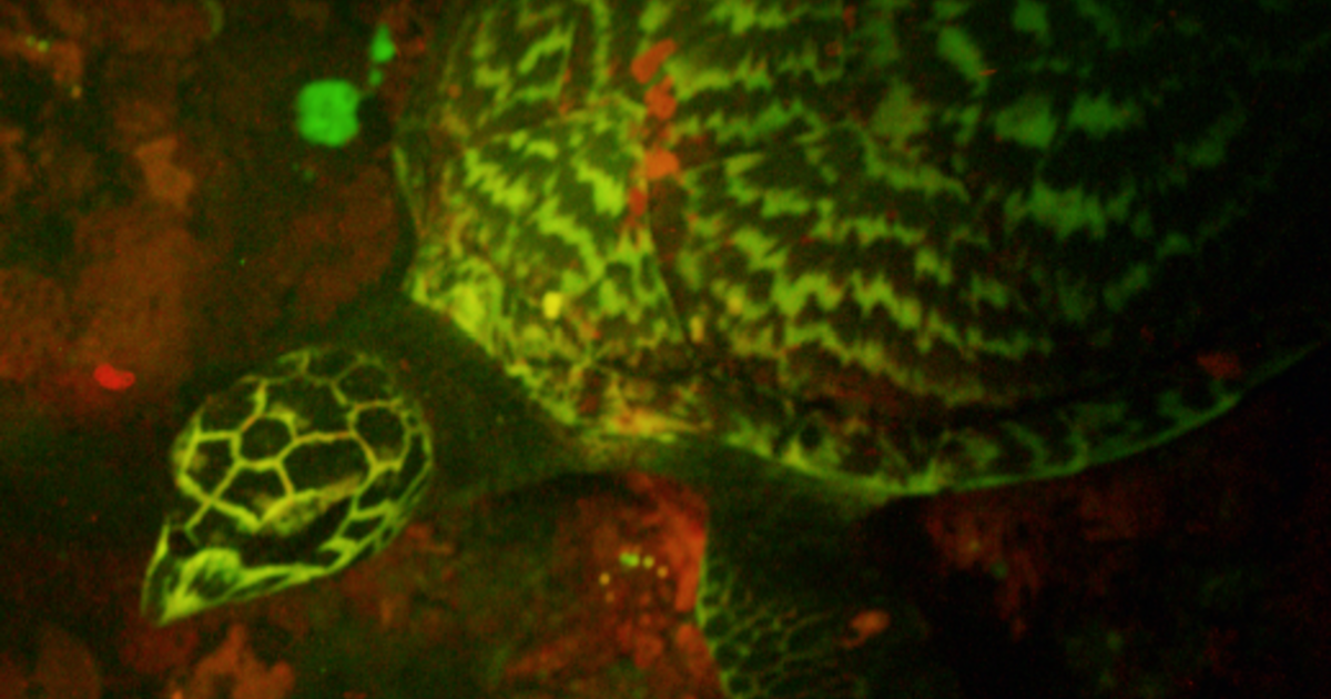 Glowing Sea Turtles Discovered by Museum Researchers | AMNH