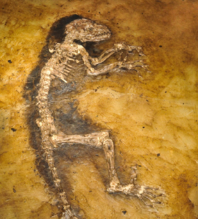 Darwinius - Alchetron, The Free Social Encyclopedia