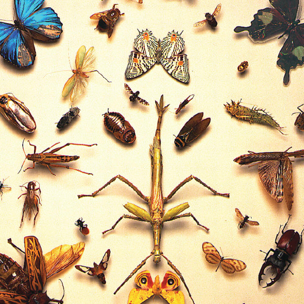 Donate: Support the Museum's Mission | AMNH