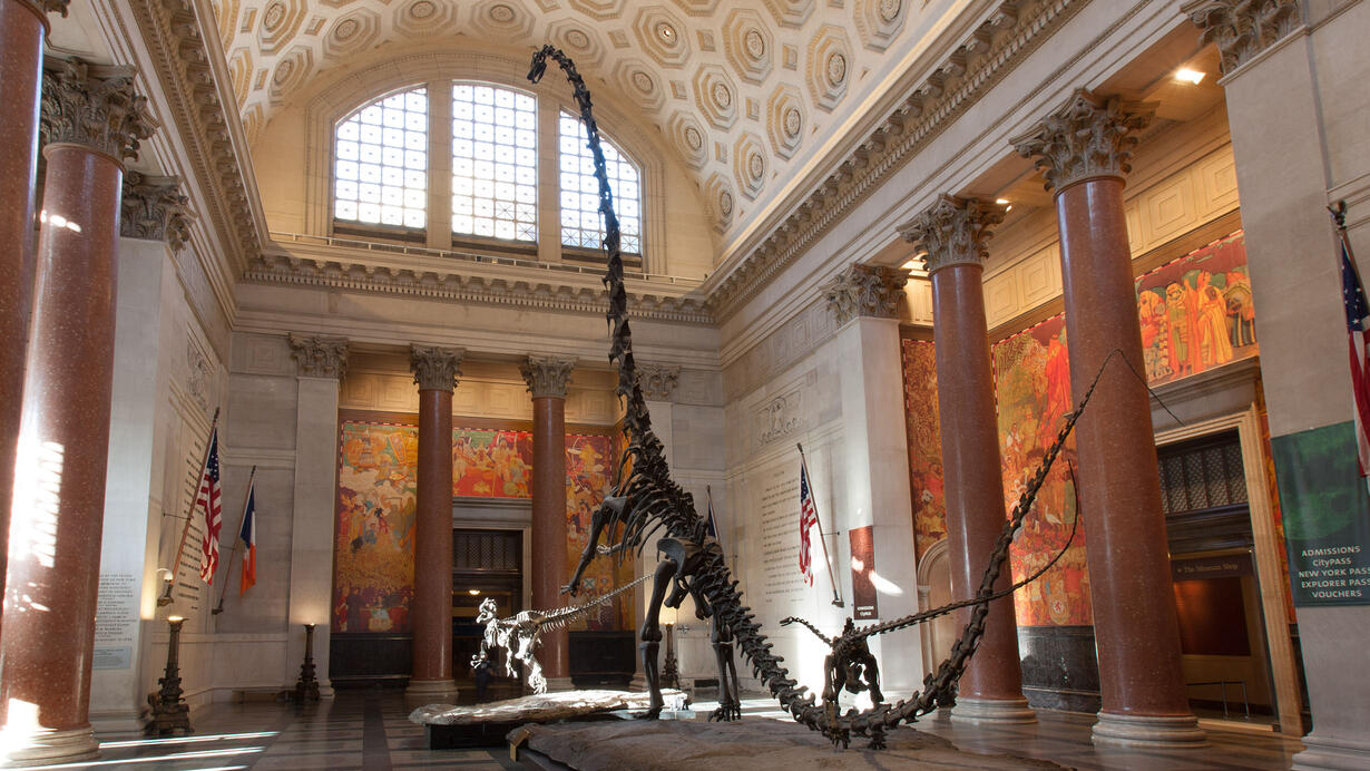 Member Evening Hours: Exclusive Access to the Museum | AMNH