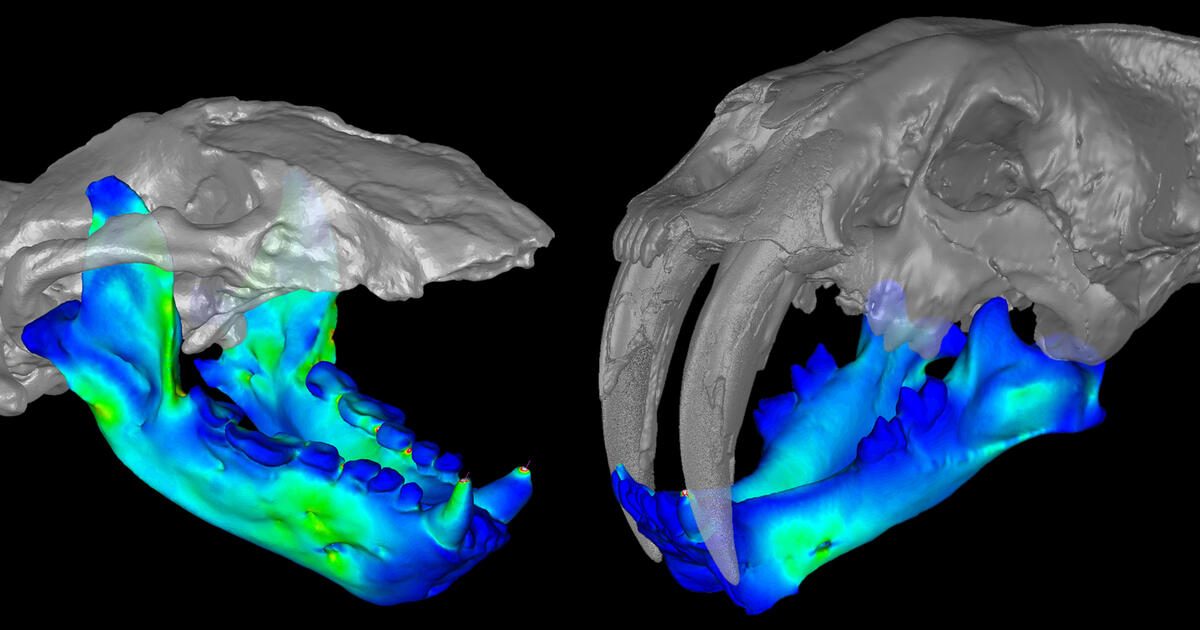 Marine Mammal With a Powerful Clam Bite | AMNH