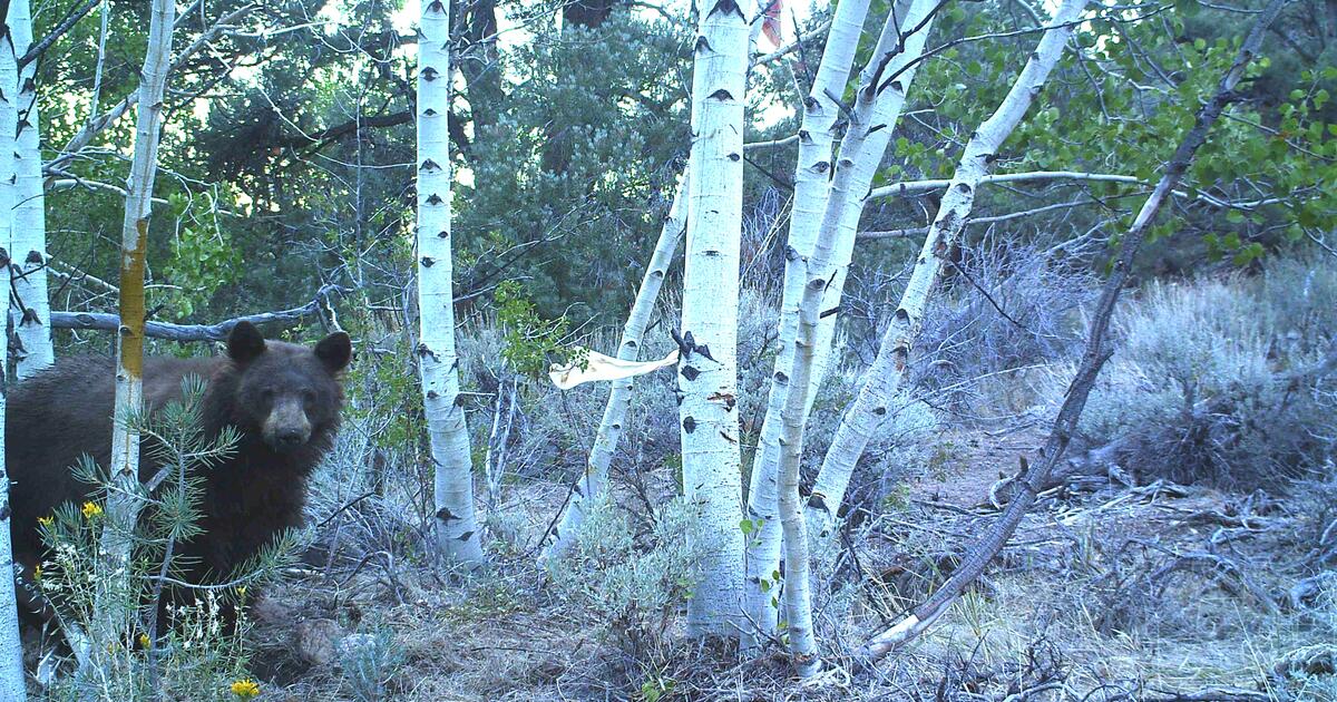Field Journal: How to Collar A Bear | AMNH