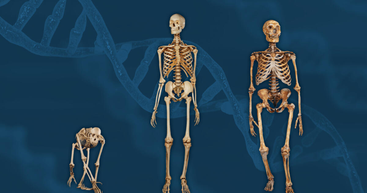 Educator Resources: Hall of Human Origins | AMNH