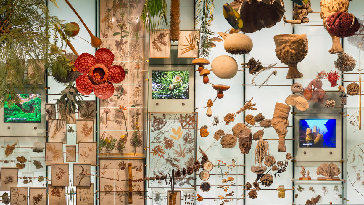 Educator Resources: Theodore Roosevelt Hall of Biodiversity | AMNH