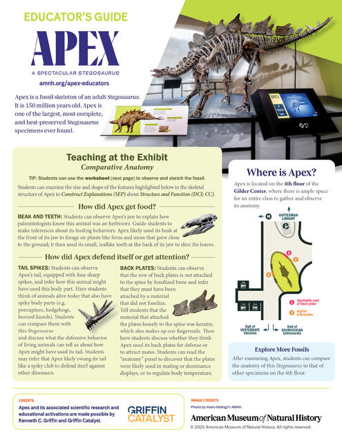 Educator Resources: Dinosaur Fossil Halls | AMNH