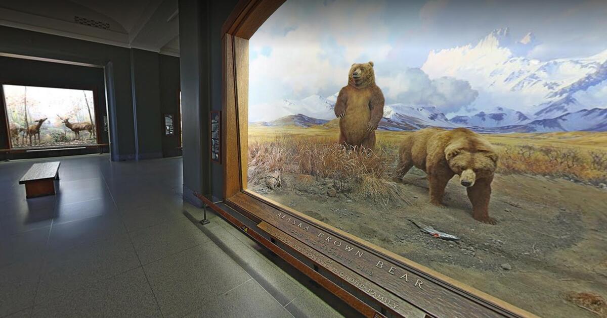 Virtual Field Trip: Hall of North American Mammals | AMNH