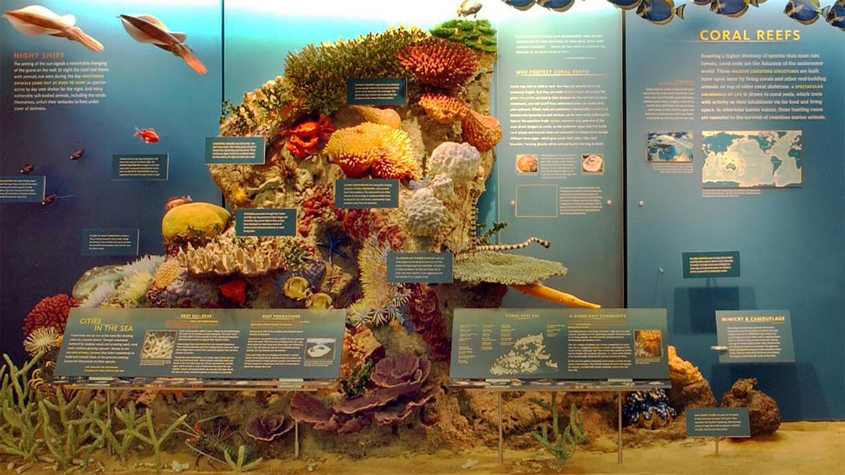 Educator Resources: Milstein Hall of Ocean Life | AMNH