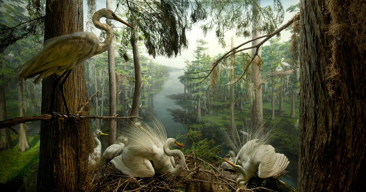 Educator Resources: Hall of North American Birds | AMNH