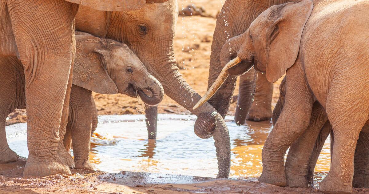 Educator Resources: Secret World of Elephants | AMNH