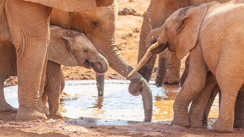 Educator Resources: Secret World of Elephants | AMNH