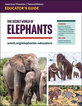 Educator Resources: Secret World of Elephants | AMNH