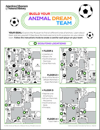Build Your Animal Dream Team | AMNH