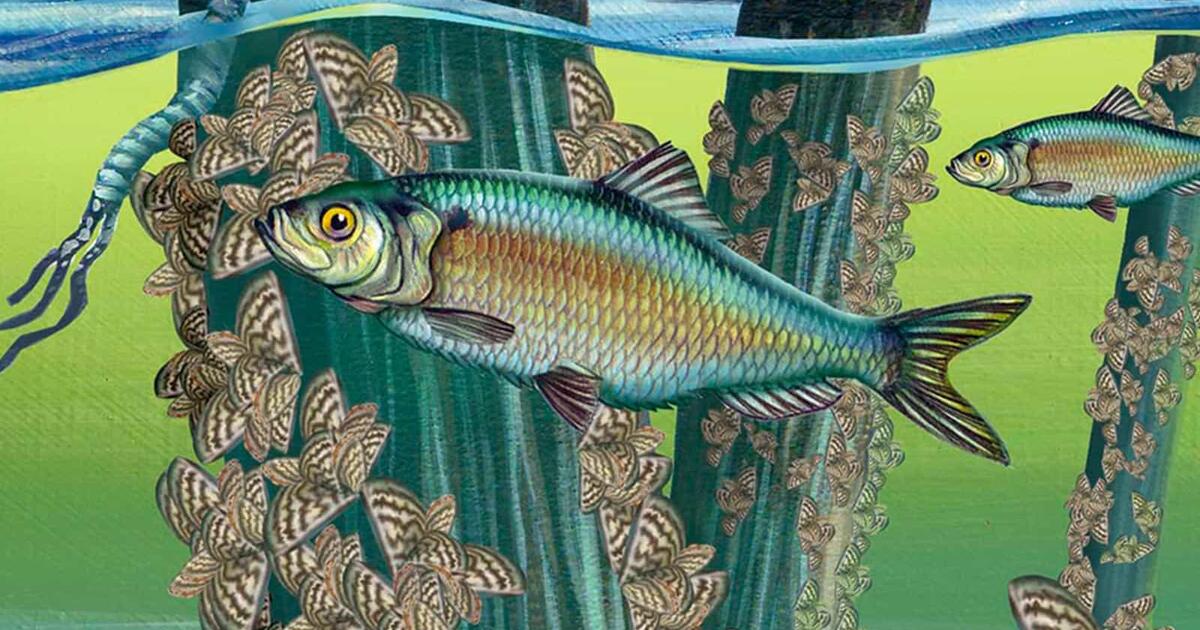 Moving NGSS into Practice | American Museum of Natural History