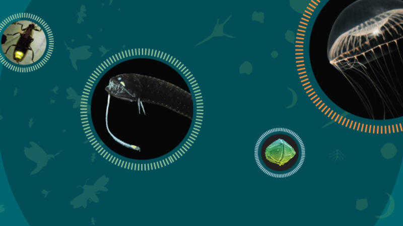 Educator Resources: Creatures of Light Exhibition | AMNH