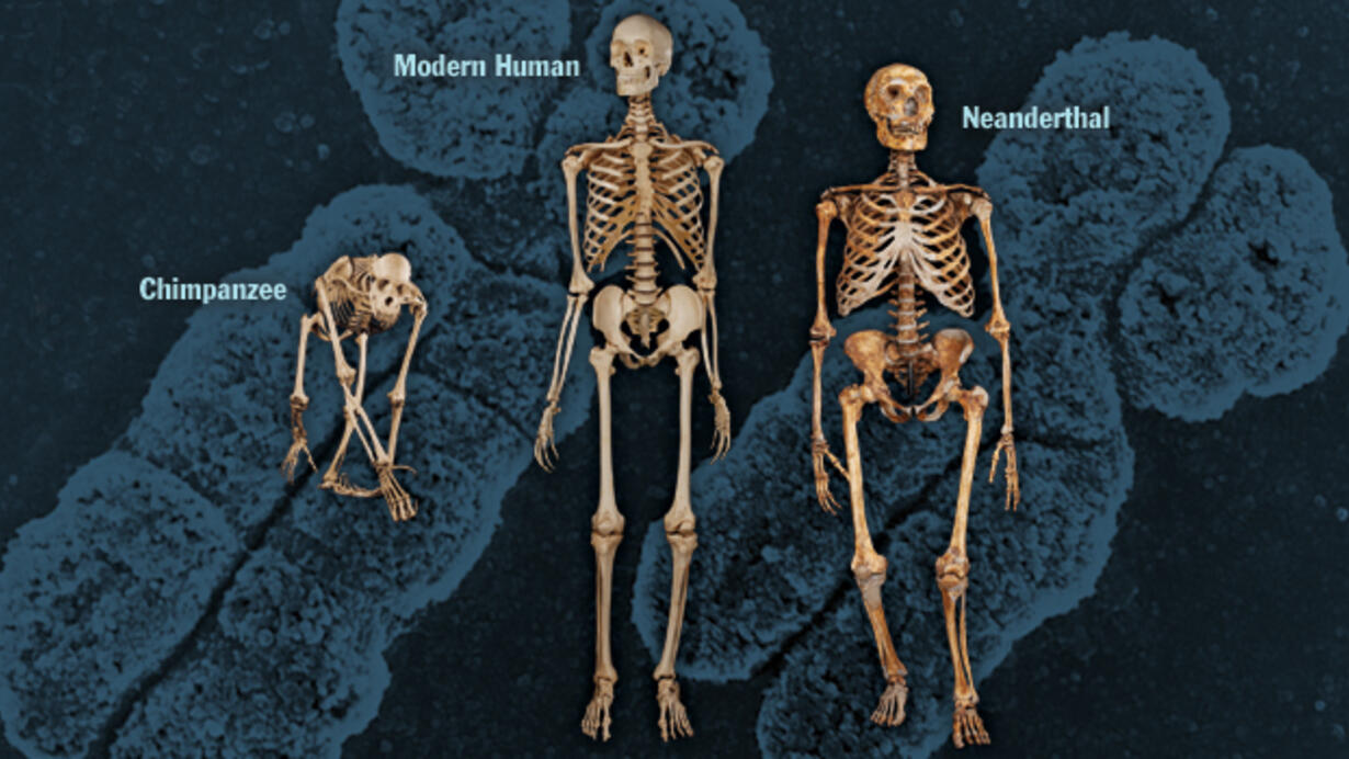 Educator Resources: Hall of Human Origins | AMNH