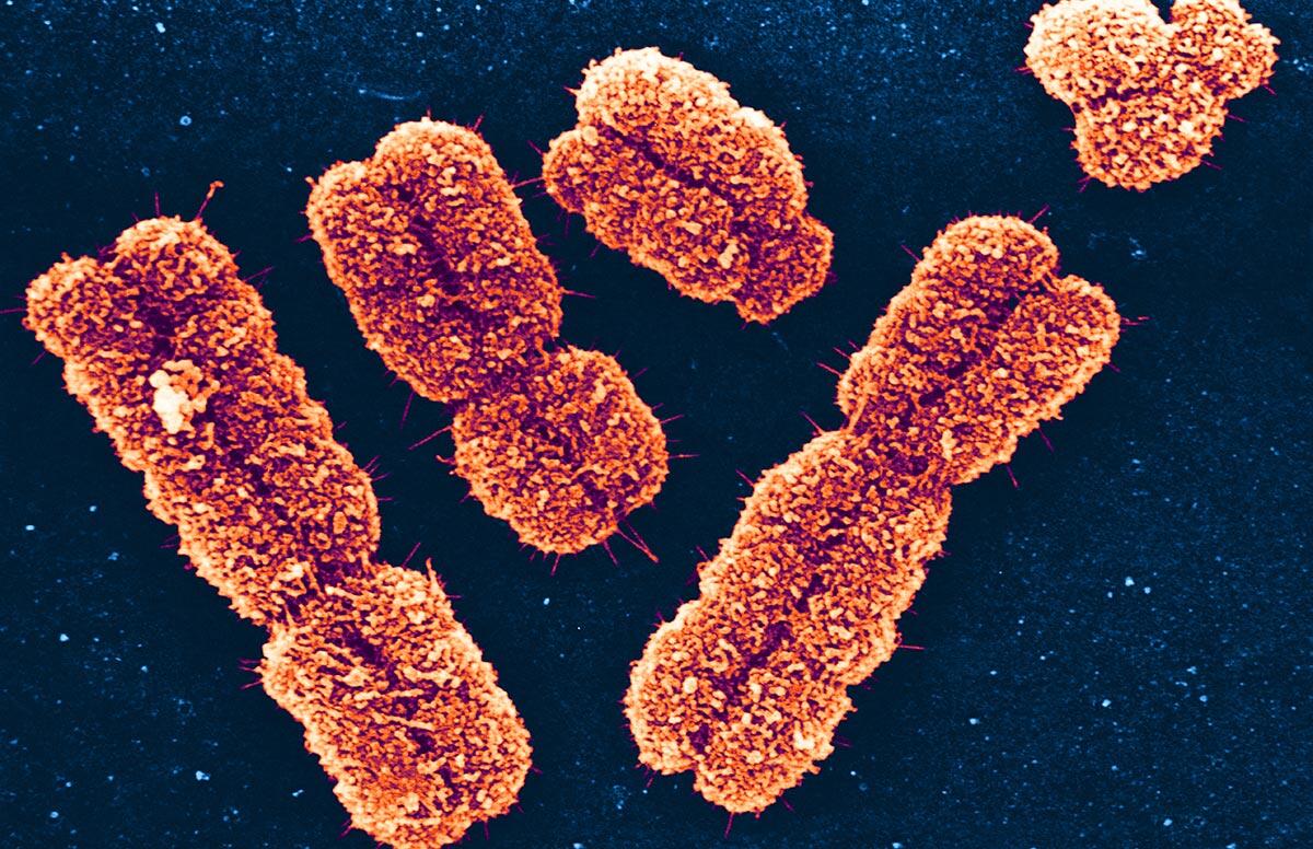 Genetics: Course for Science Educators | Seminars on Science