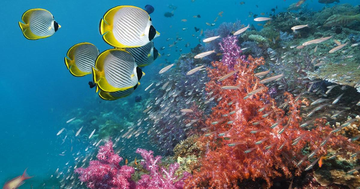 Diversity of Fishes: Course for Educators | Seminars on Science