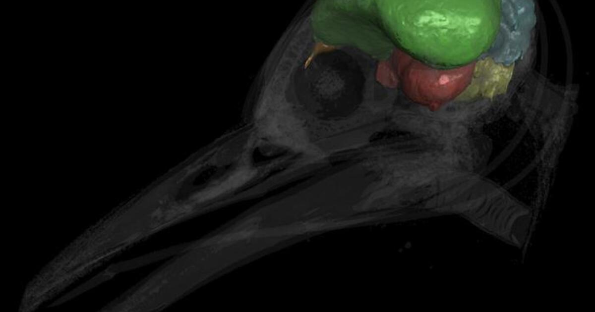 From Dinosaurs to Birds: Evolution of Brain Structures | AMNH