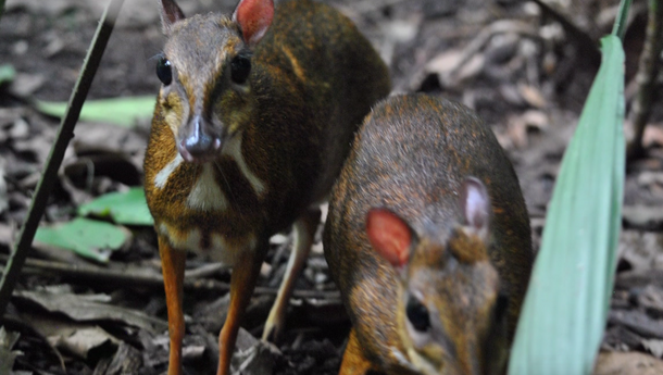 Tracking Cambodian Mammals via Leech Meals | AMNH