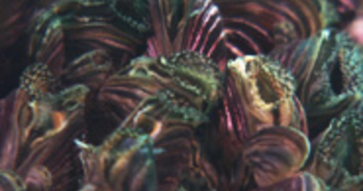 Article: New Surprises from an Old Foe, the Zebra Mussel | AMNH