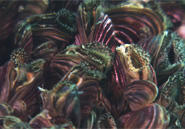 Article: New Surprises from an Old Foe, the Zebra Mussel | AMNH