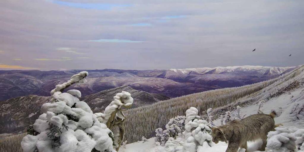 Snowshoe Hare And Lynx