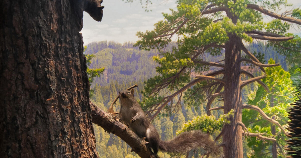Western Gray Squirrel | AMNH