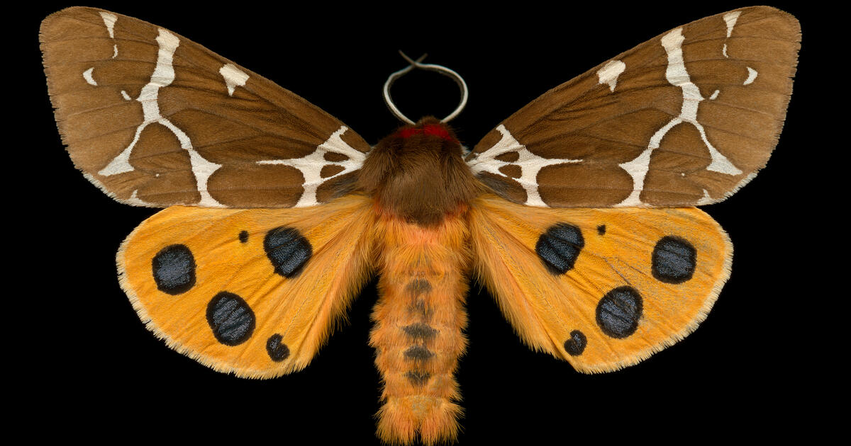 National Moth Week: Celebrating Moths | AMNH