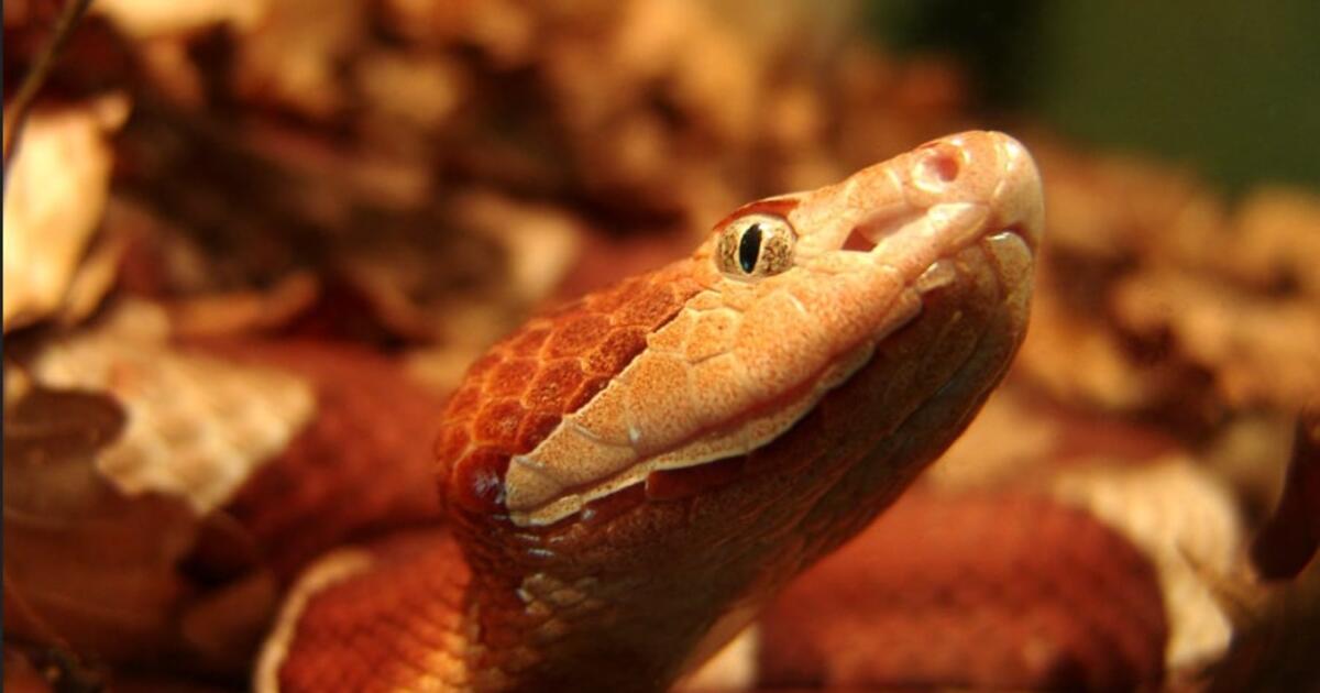 how does copperhead venom work