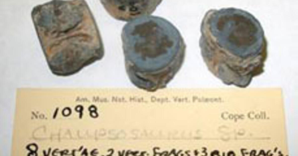 True Blue Fossils: Curious Collections | AMNH